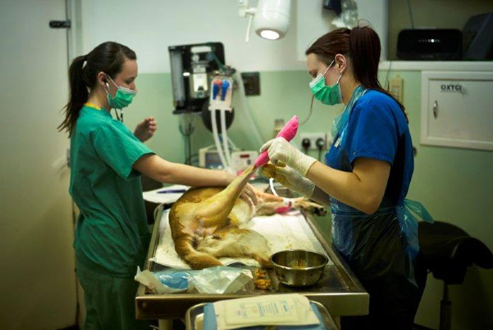 BVA offers new support for vets returning to work after career break ...