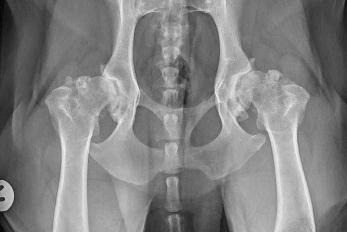 New study finds rottweilers most prone to osteoarthritis - VetSurgeon ...