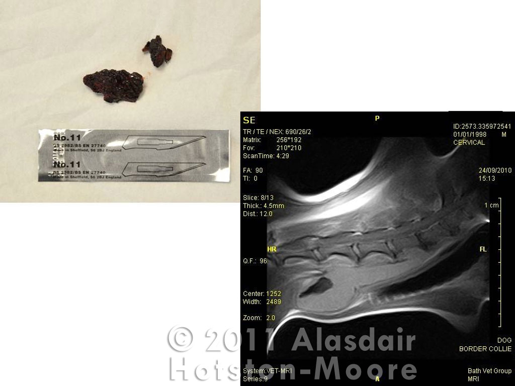 MRI of stick injury in aged collie - Soft Tissue Surgery - VetSurgeon ...