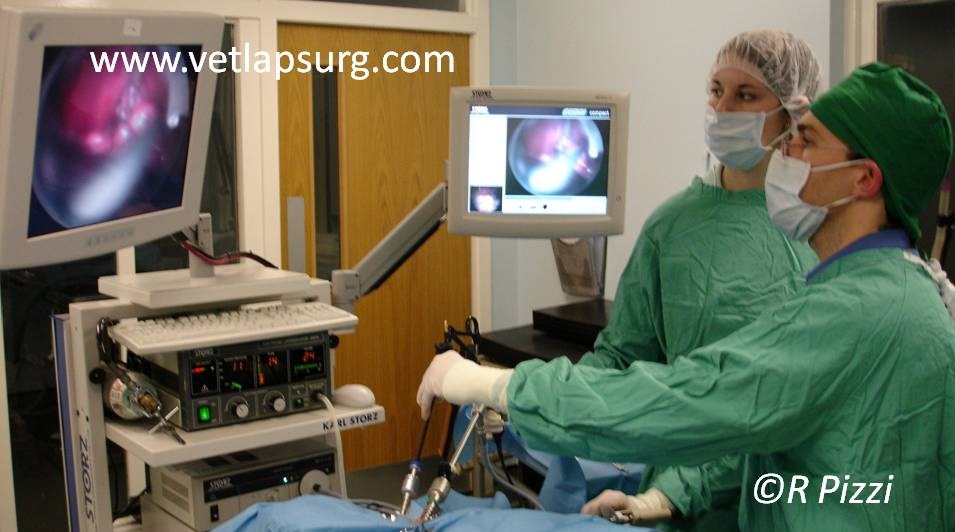A laparoscopic stack system - Soft Tissue Surgery - VetSurgeon.org ...