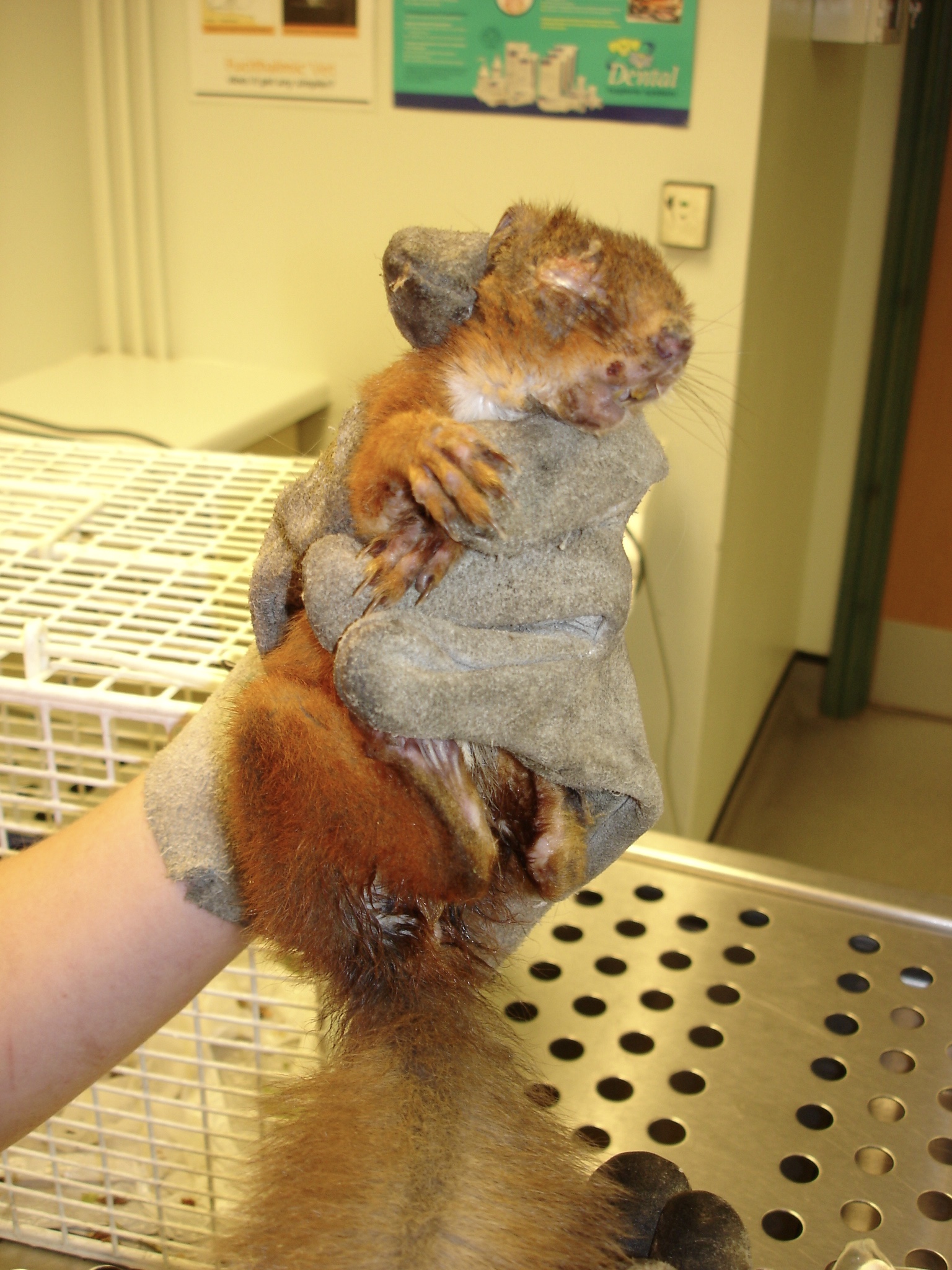Red Squirrel with pox virus - Veterinary Exotics - VetSurgeon.org ...
