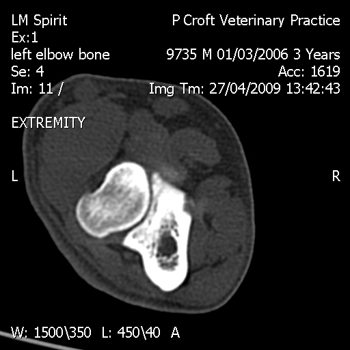 Canine Elbow. Very low grade OA. CT scan - Veterinary Orthopaedics ...