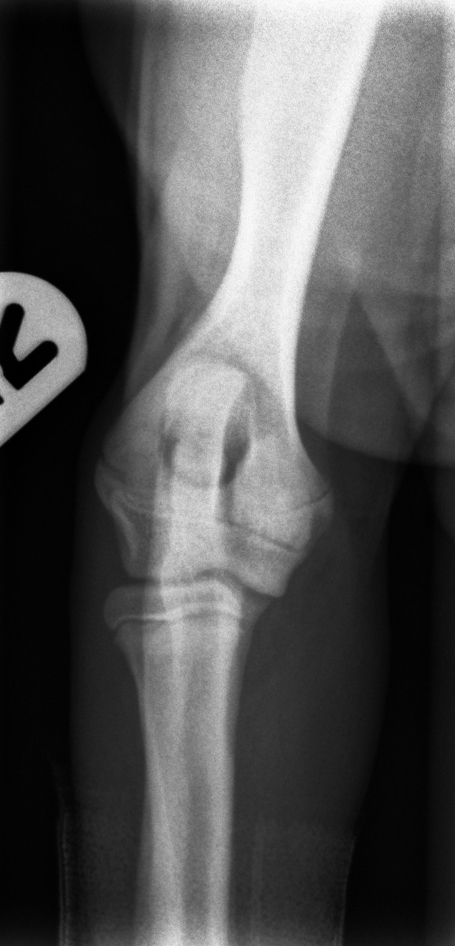 Canine Elbow. Normal skeletally immature. Cranio-caudal view ...