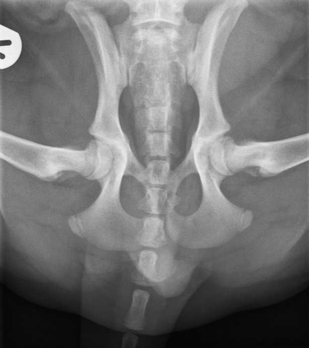Hips. HD. Immature dog. Frog leg view. - Case Gallery - Orthopaedics ...