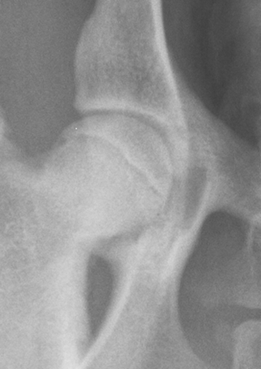 Hips. Normal immature dog. - Veterinary Orthopaedics - VetSurgeon.org ...