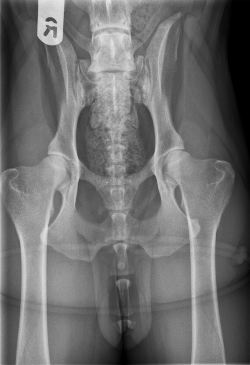 Hips. Normal mature dog. Radiological assessment. - Veterinary ...
