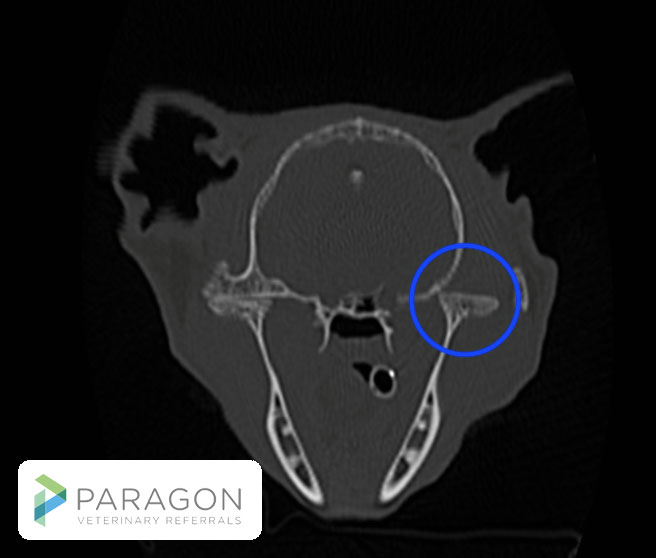 Chronic traumatic TMJ luxation - Veterinary Dentistry and Oral Surgery ...