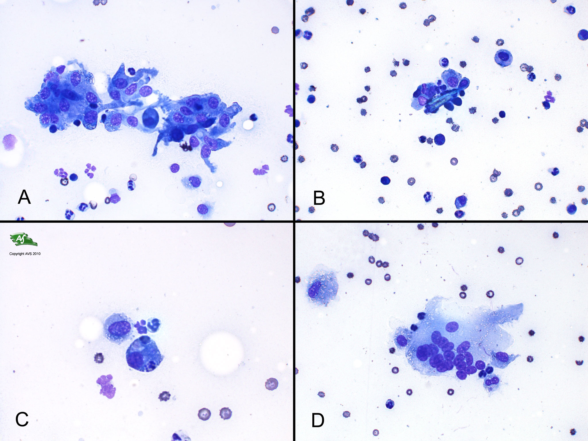Dog, Subcutis, FNA: Pyogranulomatous inflammation with intra-lesional ...