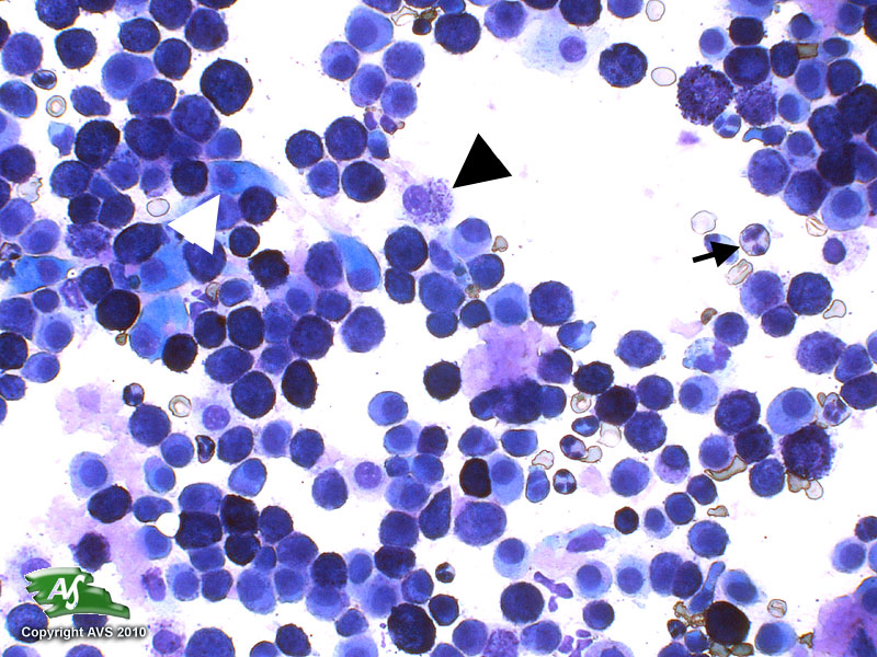 DERMIS: FNA, Dog, Mast Cell Tumour - Case Gallery - Pathology ...