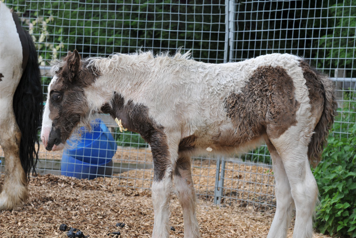 Only half of vets are recommending vaccination against strangles ...