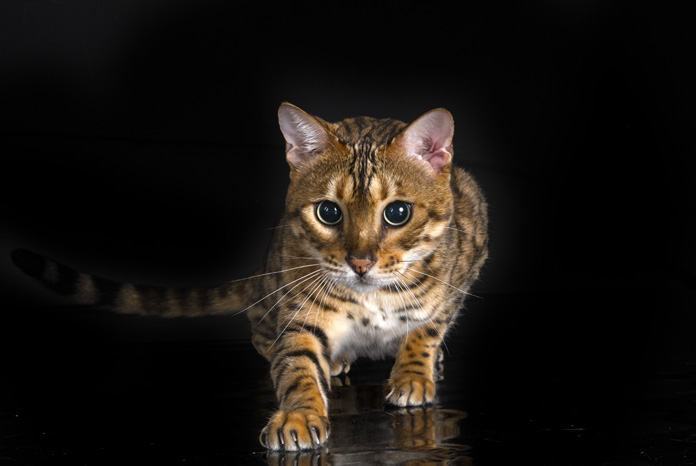 iCatCare launches behaviour course for vets - VetSurgeon News ...