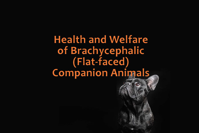 New guide for veterinary professionals about the welfare of flat-faced ...