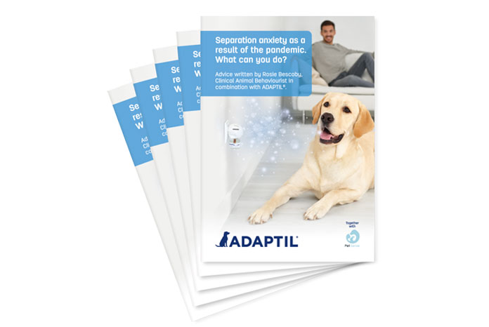New separation anxiety leaflet to help dogs out of lockdown ...