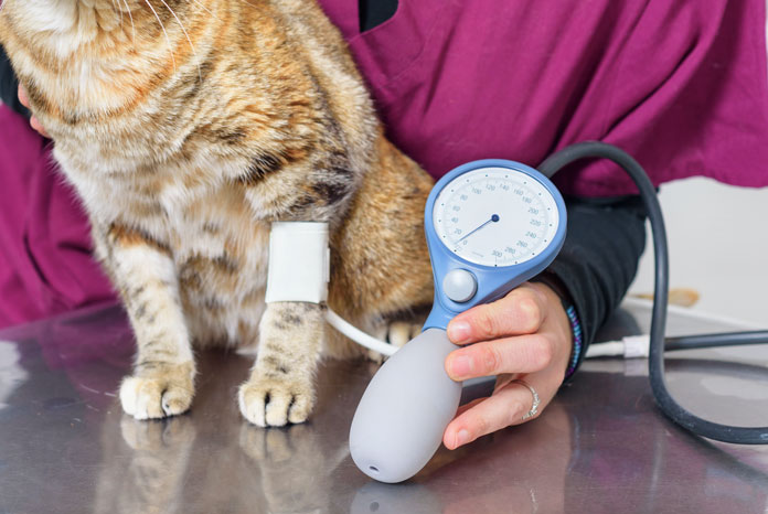 New online feline hypertension CPD | Veterinary News | VetSurgeon