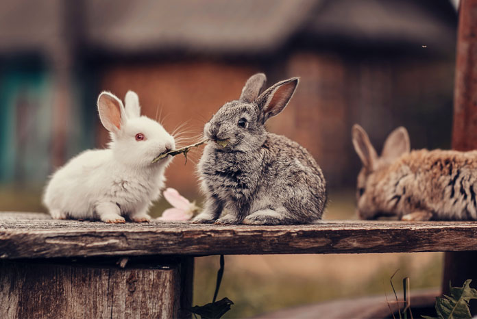 Rabbit Awareness Week will start on 27th June - VetSurgeon News ...