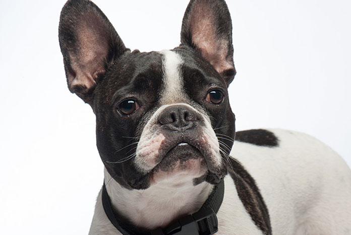 How To Put A Trach Tube In A Dog