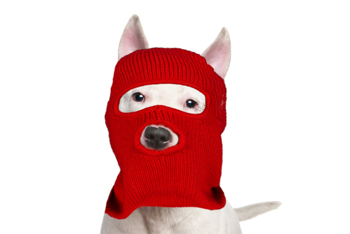 Most stolen dog breeds revealed - VetSurgeon News - VetSurgeon.org ...