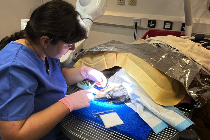 Fitzpatrick Referrals launches dentistry service - VetSurgeon News ...