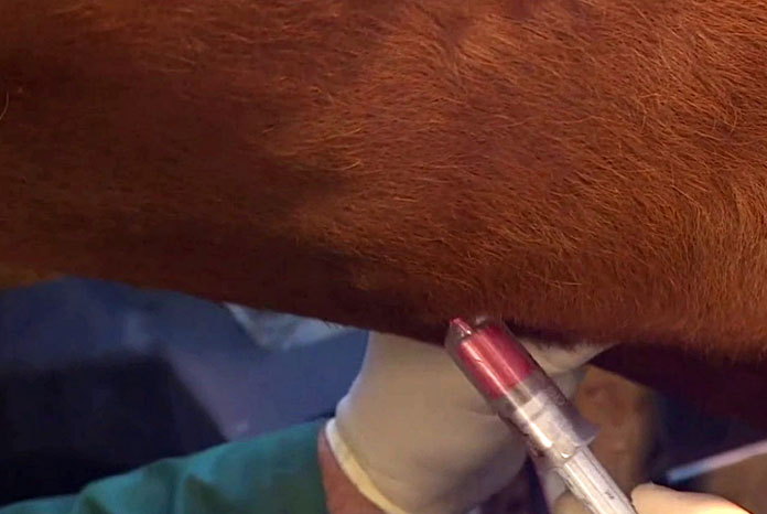 First trial of breakthrough bTB test in Wales - VetSurgeon News ...