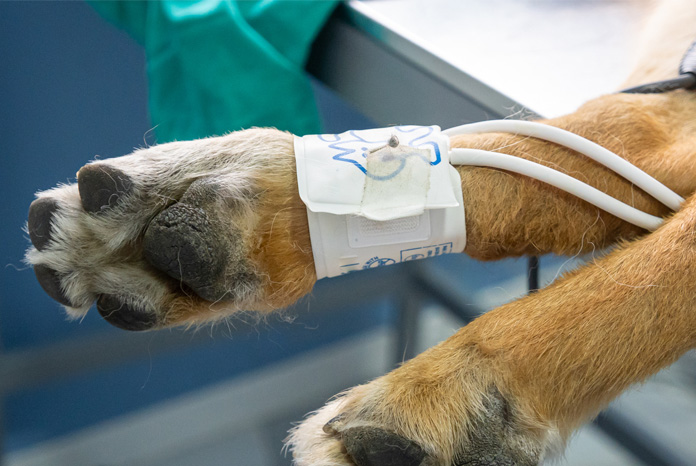 Vet nurse's audit reveals medetomidine instead of ACP reduces ...