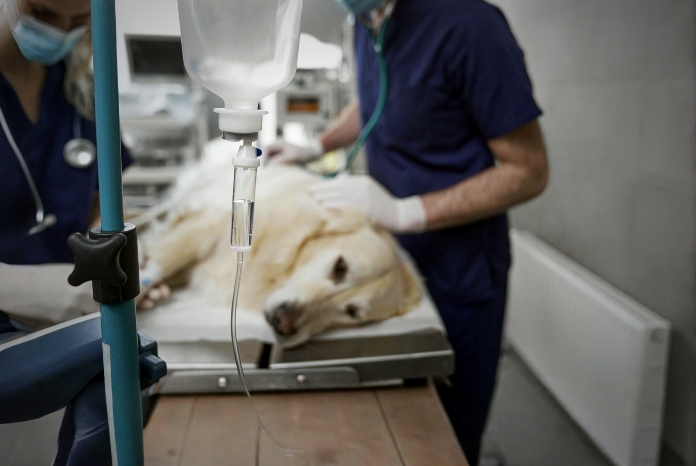 Butorphanol could be a predictor of canine brain tumours and intercranial hypertension ...