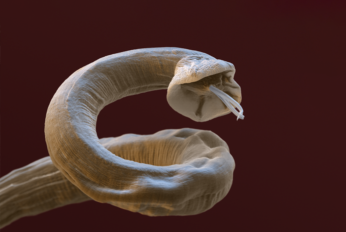Dogs with lungworm may be symptomless | Veterinary News | VetSurgeon