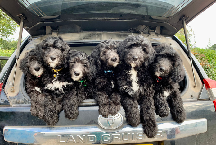 BVA reveals finalists for the Veterinary Photographer of the Year 2023 ...