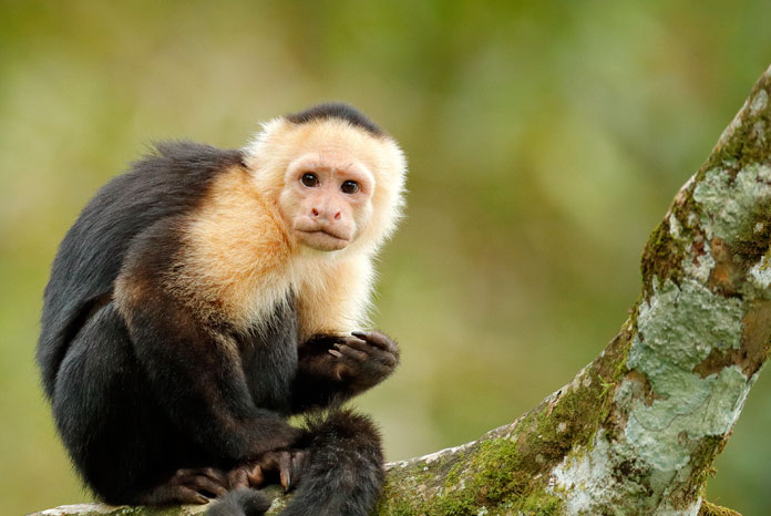 Vets invited to take part in consultation on banning primates as pets ...