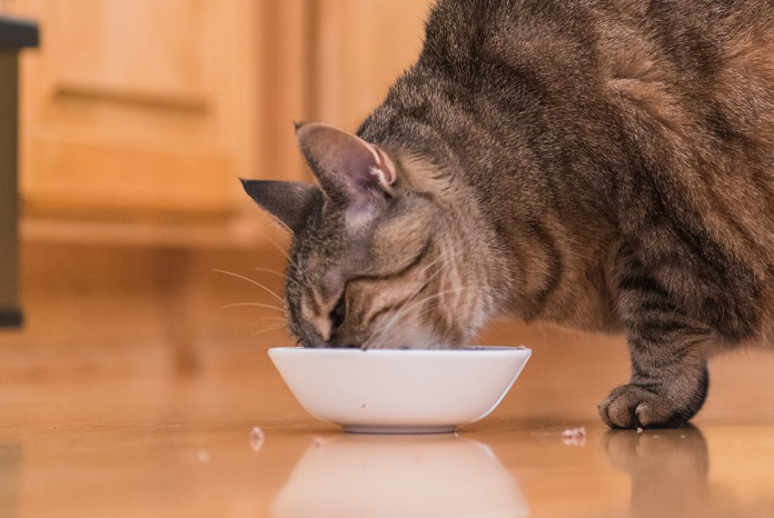CVS drive to increase use of RVC's Diabetic Clinical Score | Veterinary ...