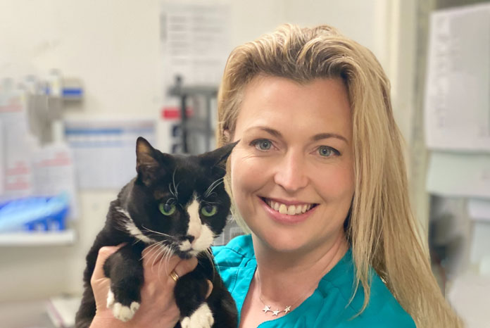 It's Feline Hypertension Awareness Month - VetSurgeon News - VetSurgeon ...