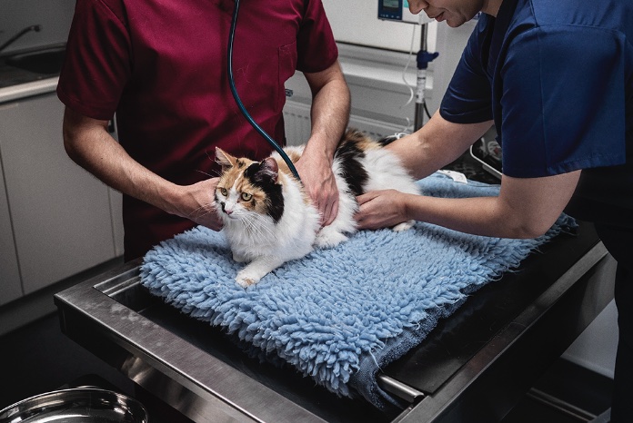 VET.CT teleconsulting service to close | Veterinary News | VetSurgeon
