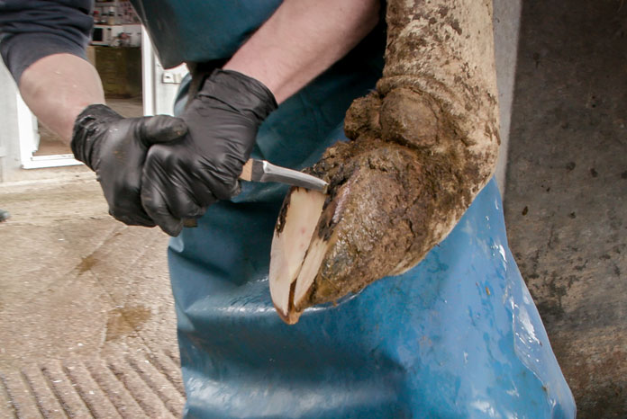 Ceva sponsors cattle foot trimming course - VetSurgeon News ...