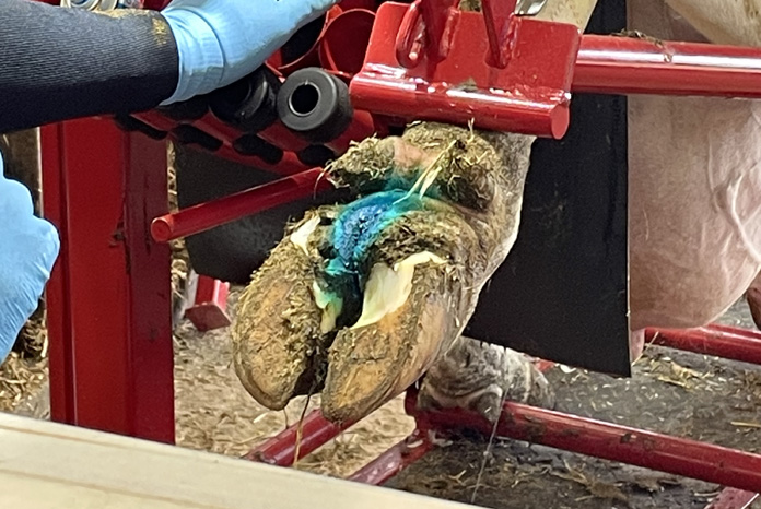 New guide to the management of cattle lameness - VetSurgeon News - VetSurgeon.org - VetSurgeon.org