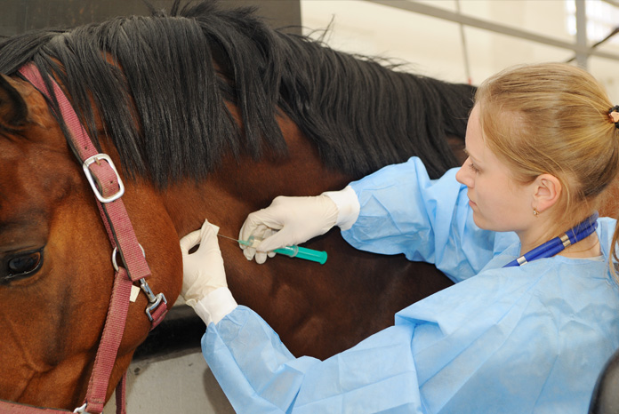 CVS Equine shares analysis of its antimicrobial use in first opinion ...