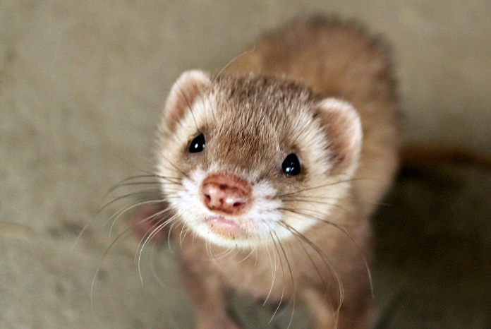 Ferrets, rabbits and axolotls on the agenda at May exotics CPD ...