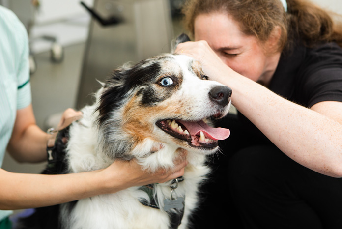 IVC leads the way in reducing antibiotic use | Veterinary News | VetSurgeon