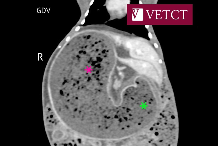 Vets urged to be aware of GDV in rabbits and use CT - VetSurgeon News ...