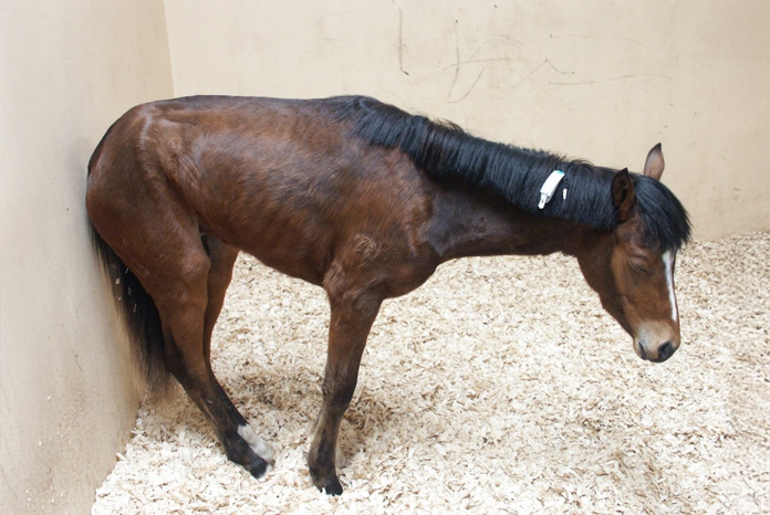 Researchers identify probable cause of equine grass sickness ...