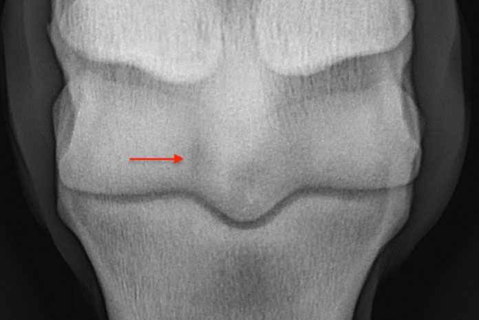 Veterinary experts work on new guidelines for detecting fetlock injury ...
