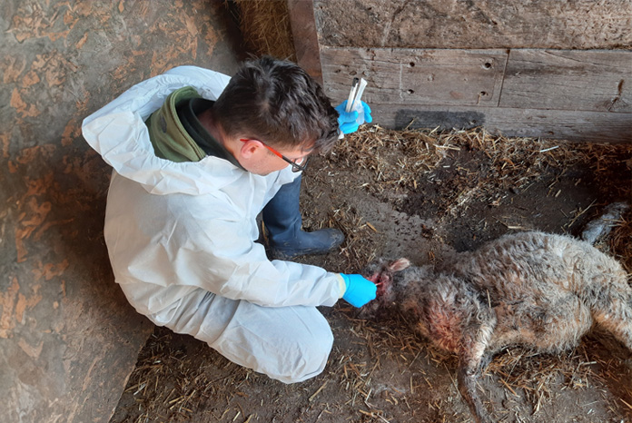 You're nicked: new project to identify canine livestock killers ...