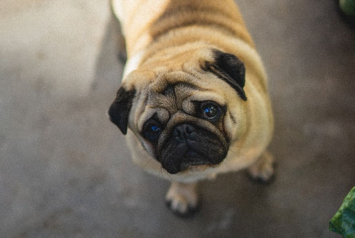 New study shows extent of dog obesity problem in the UK - VetSurgeon ...