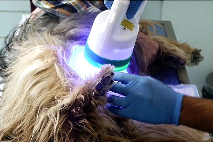 Fluorescent light energy shown to improve quality of life for dogs with ...