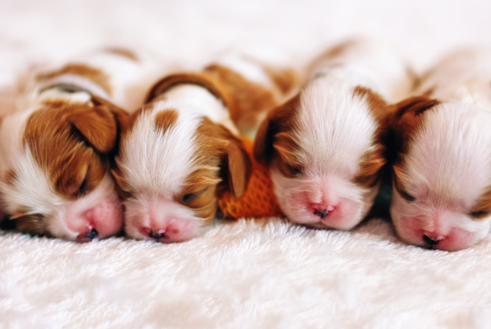 BVA and BSAVA issue new neutering guidance | Veterinary News | VetSurgeon