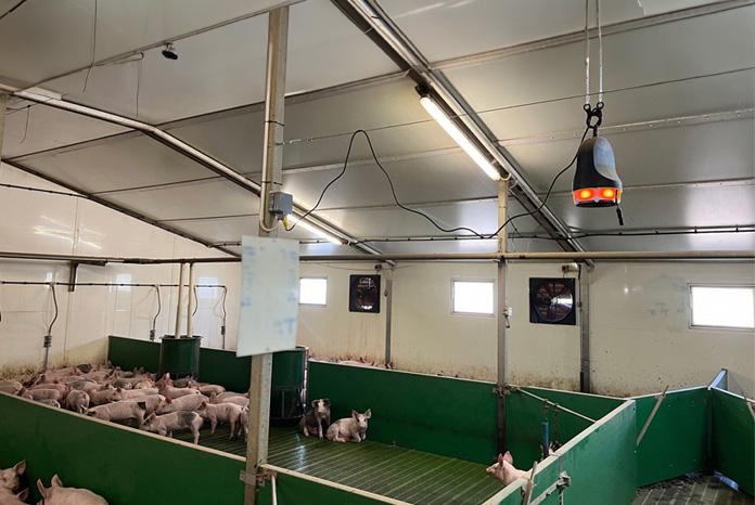 New AI system to detect respiratory disease in pigs earlier ...