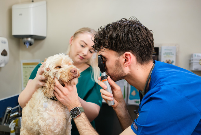 BVA launches veterinary workplace accreditation scheme - VetSurgeon ...