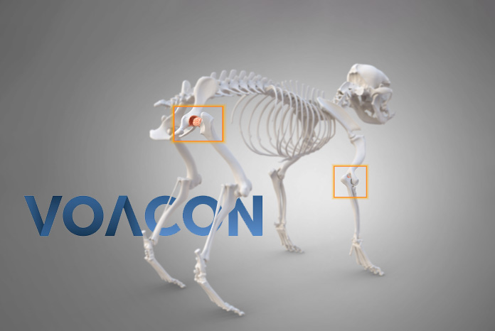 New veterinary osteoarthritis congress coming to Leicester in May ...