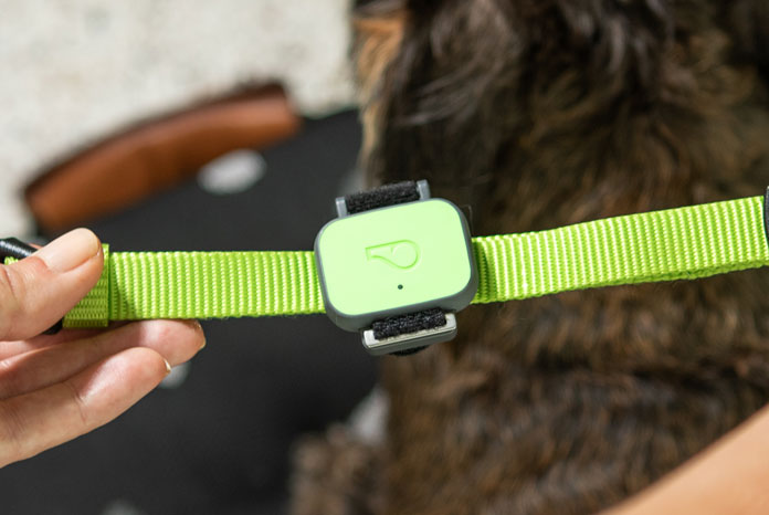 Dog activity trackers can help diagnose skin conditions - VetSurgeon ...
