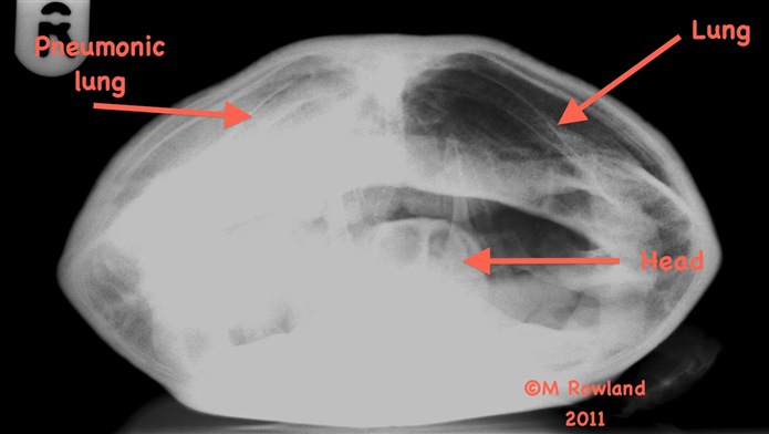 Turtle Buoyancy Problems - Veterinary Exotics - VetSurgeon.org ...