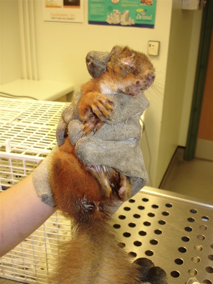 Red Squirrel with pox virus - Veterinary Exotics - VetSurgeon.org ...