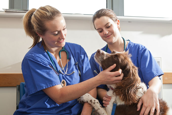 Bristol launches accelerated four-year veterinary degree course ...